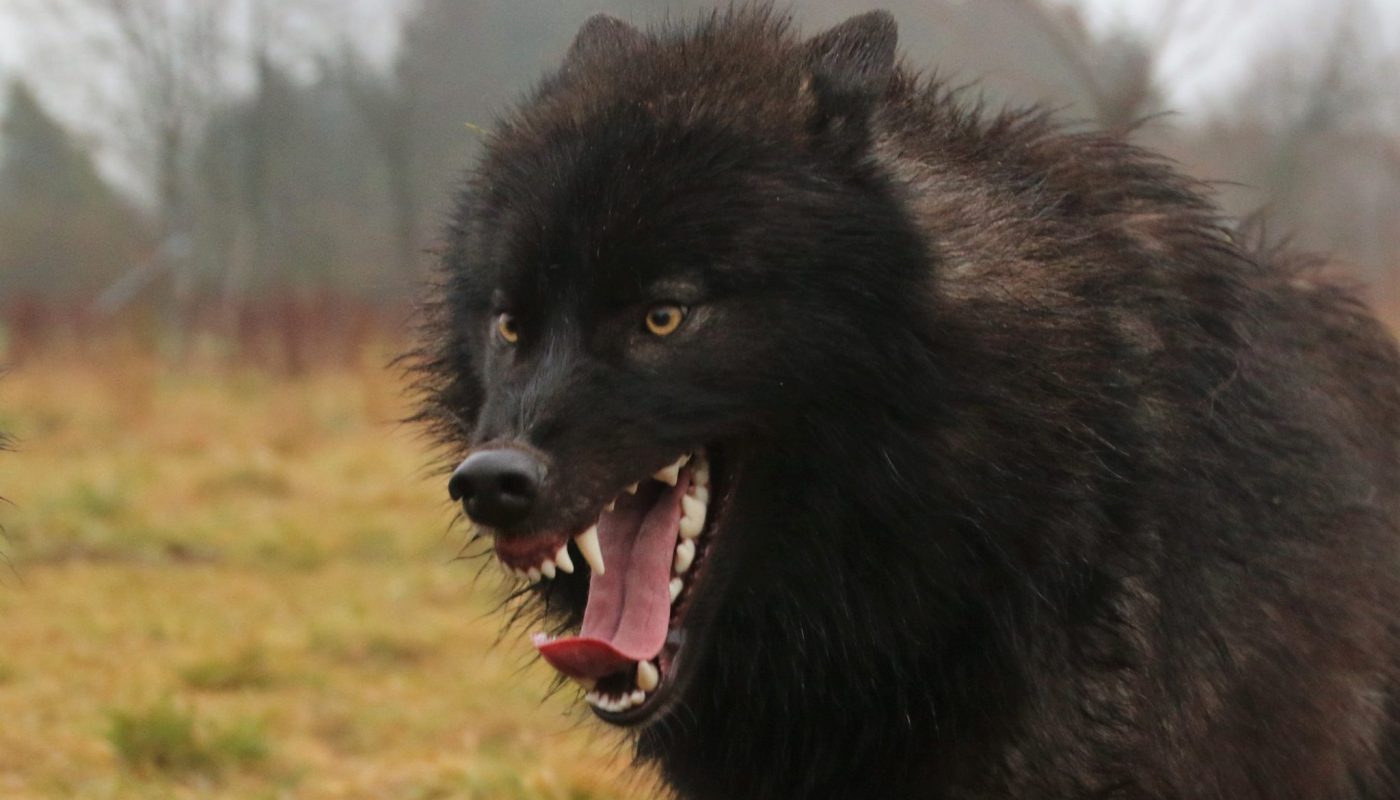 Black Wolf Snarl